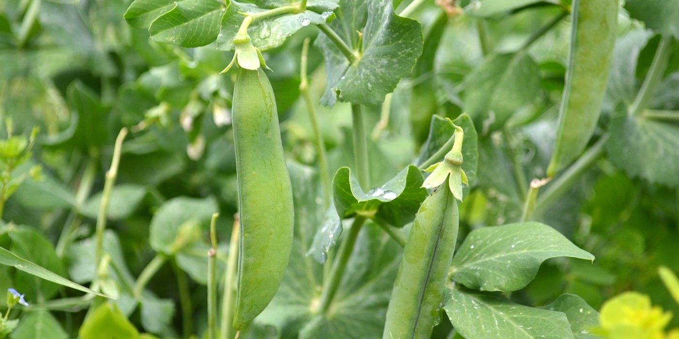 5 Plants You Should Only Direct Plant in the Garden