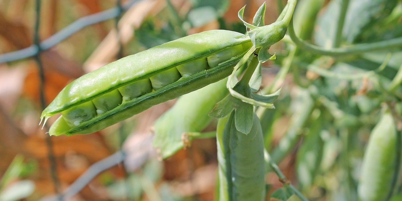 How to Grow and Care For Peas in Containers