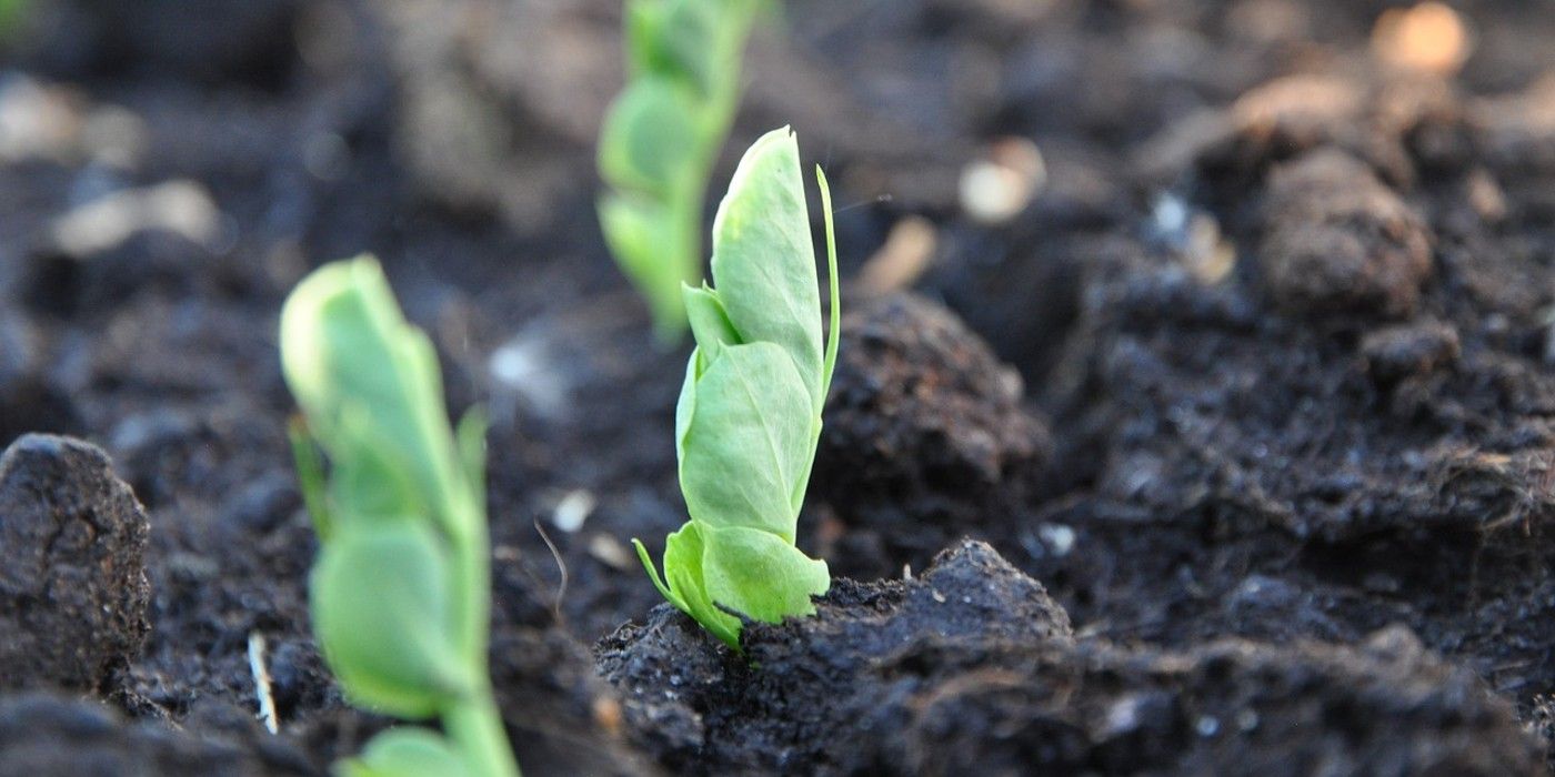How to Grow and Care For Peas in Containers