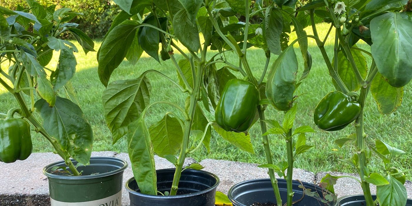 Essential Nightshade Plants for Your June Garden