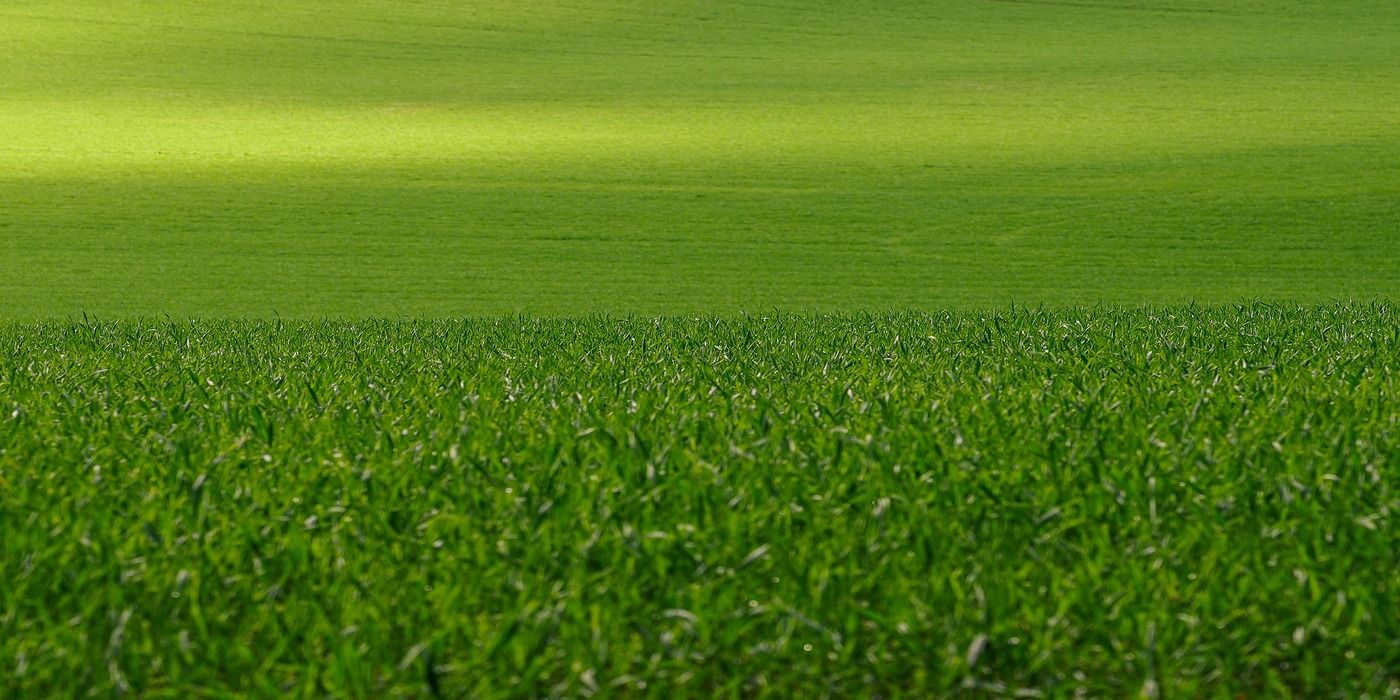 Choosing the Right Grass for Your Yard
