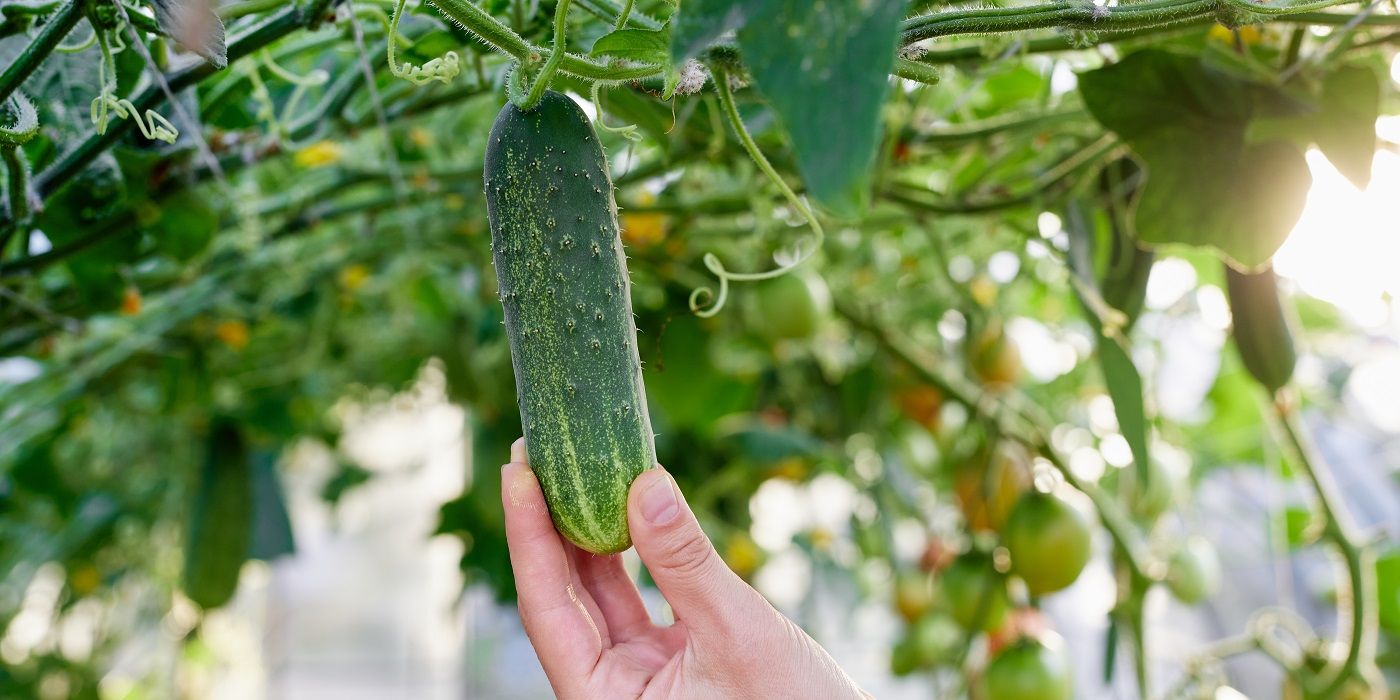 Treasure of Tips For Growing Cucumbers Indoors Treasure of Tips For Growing Cucumbers Indoors
