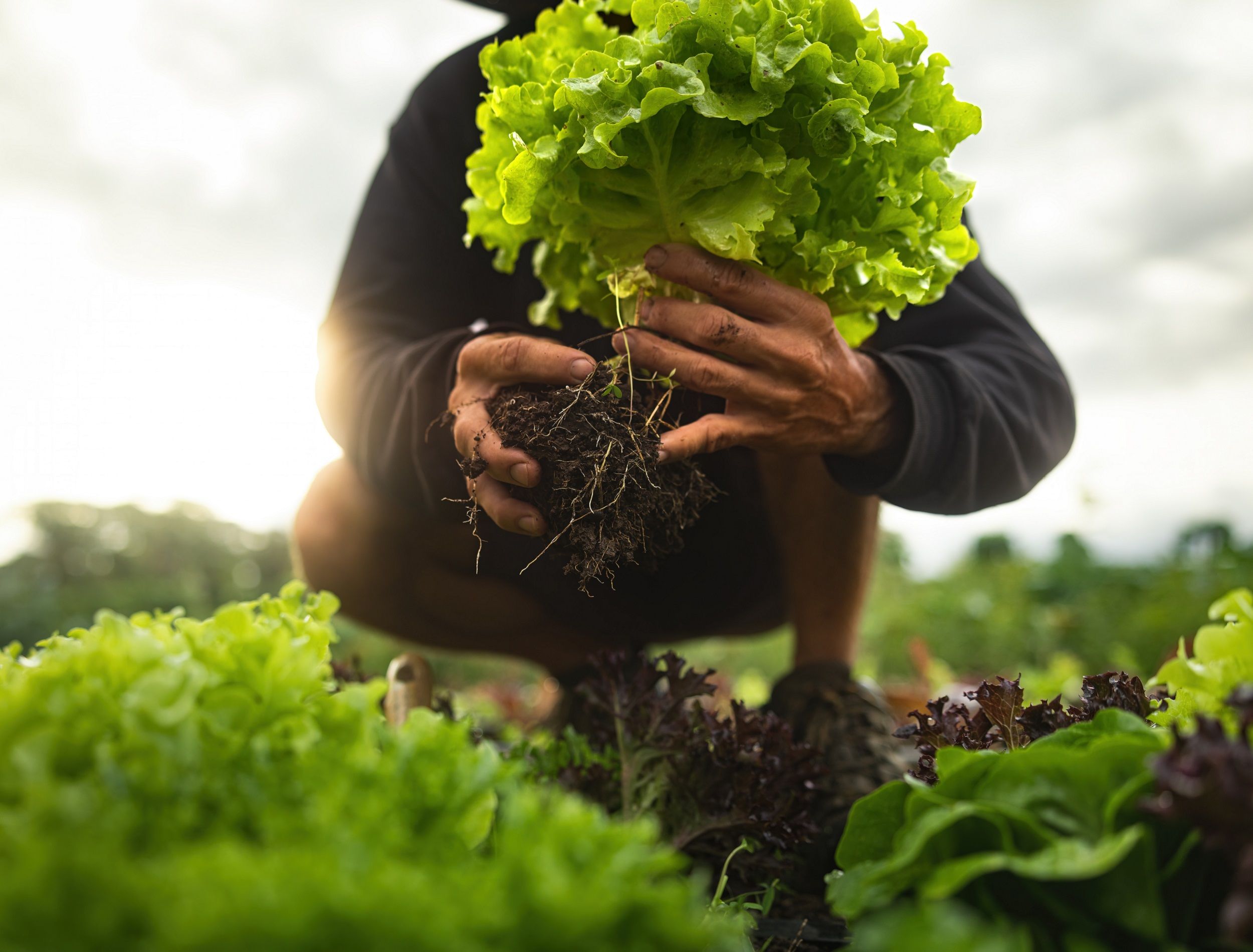 Grow These Healthy Greens This May!