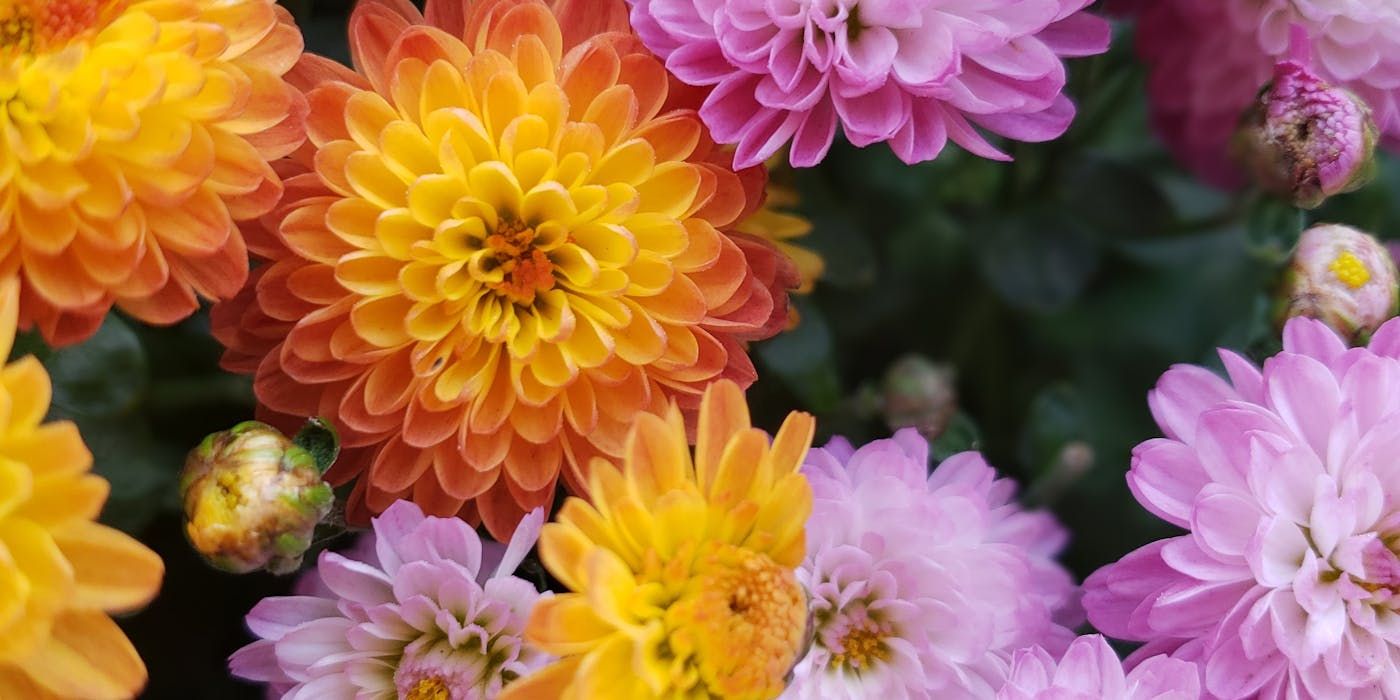 Extend Your Garden’s Beauty with Fall Plants and Flowers