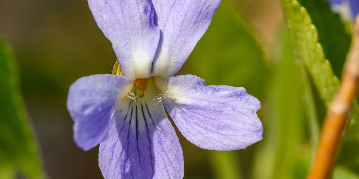 The Beauty Within: 9 Flower Names and Their Meanings