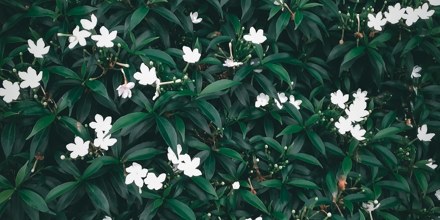 Twilight Treasures: 7 Plants and Flowers to Flourish in Your Moon Garden