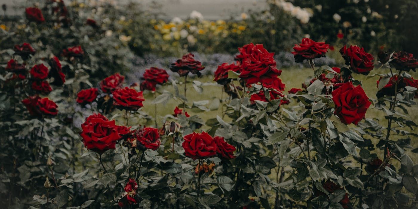 Why Roses Are the Perfect Addition to Your Garden