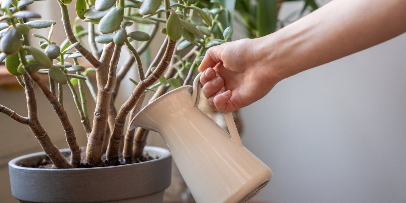 Adaptable Plants: 8 Options That Are Perfect for Indoors and Outdoors