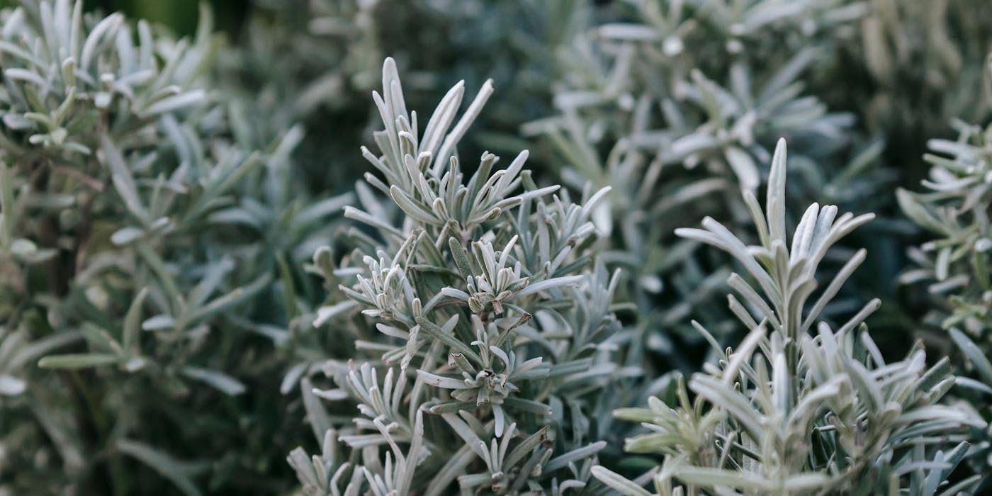 Twilight Treasures: 7 Plants and Flowers to Flourish in Your Moon Garden