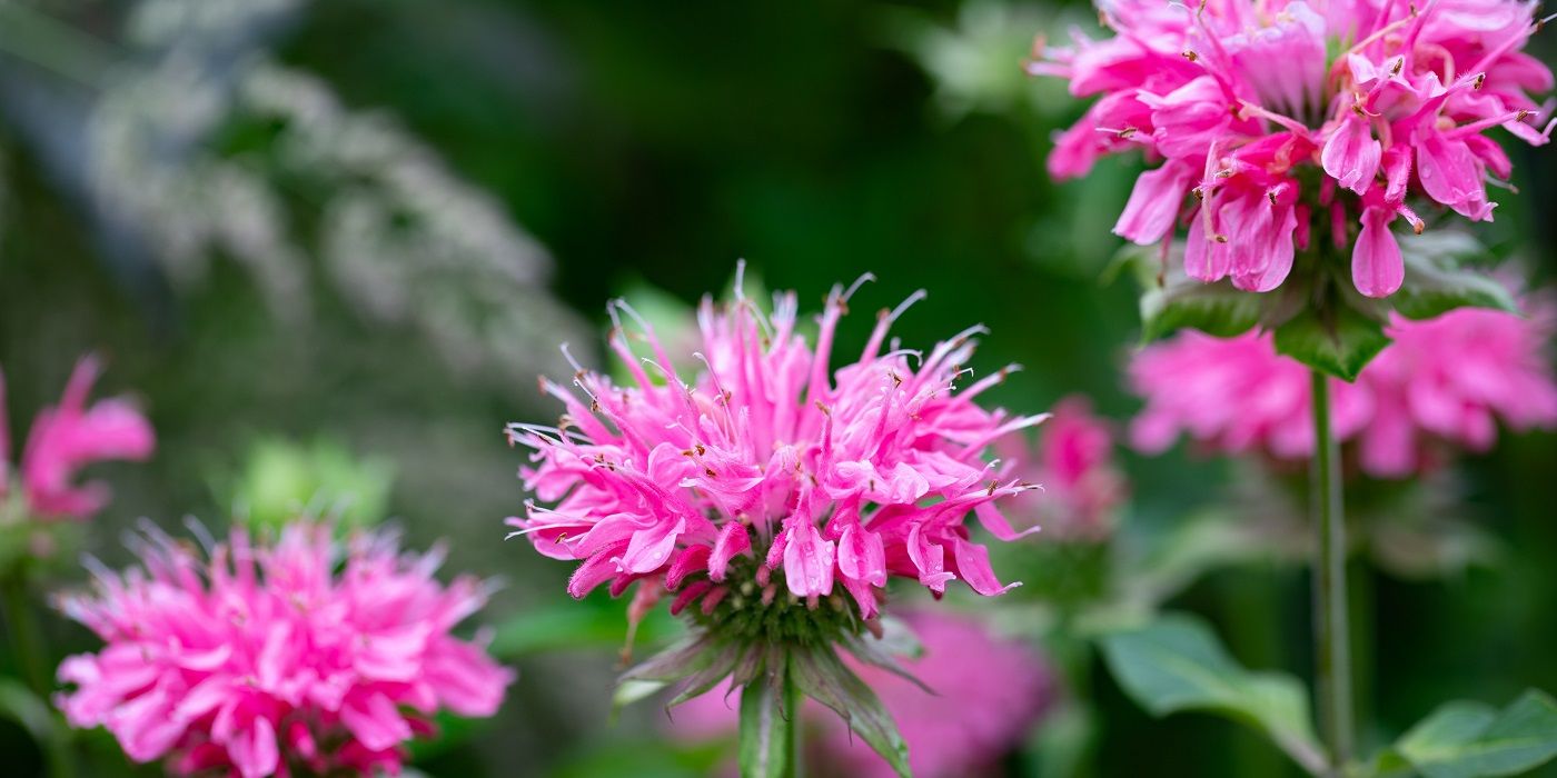 Grow a Spring Herbal Garden