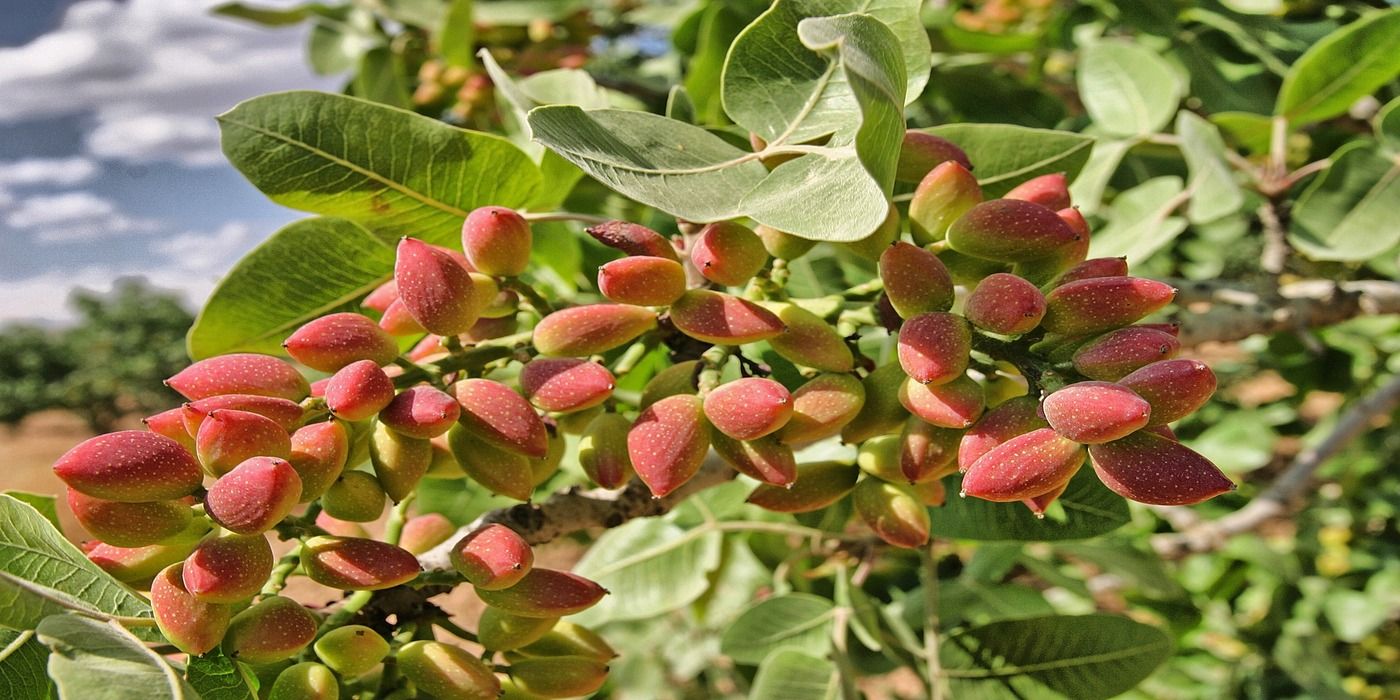 A Guide to Growing Nut Trees in Your Backyard