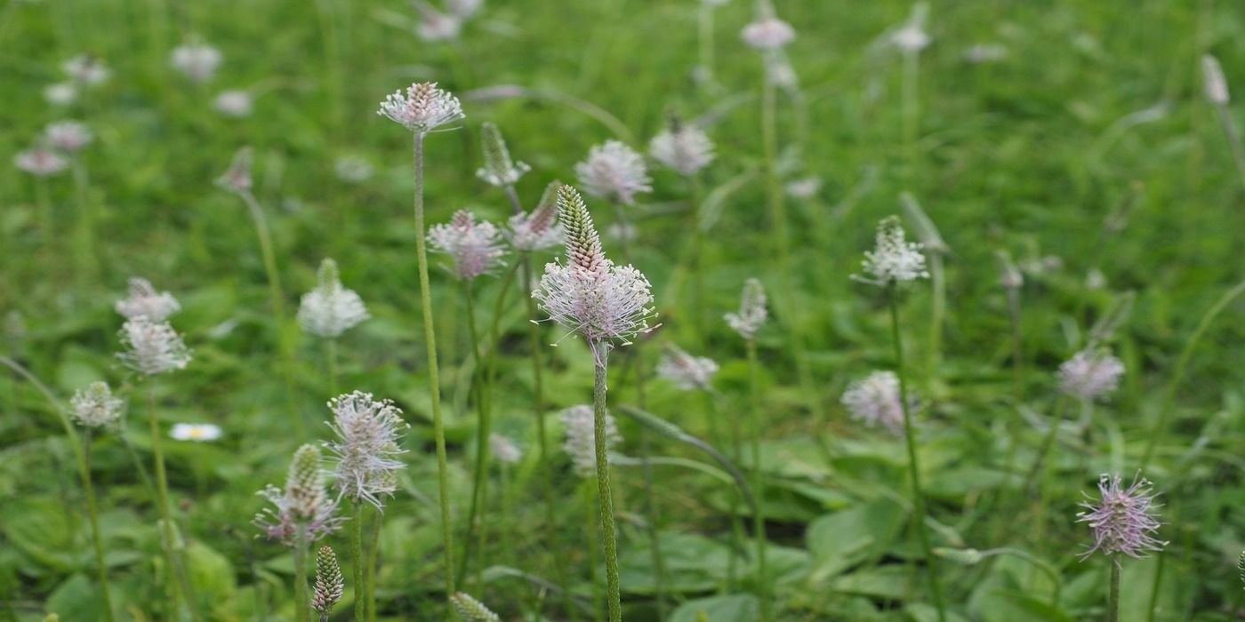 A Guide to Broadleaf Weed Control