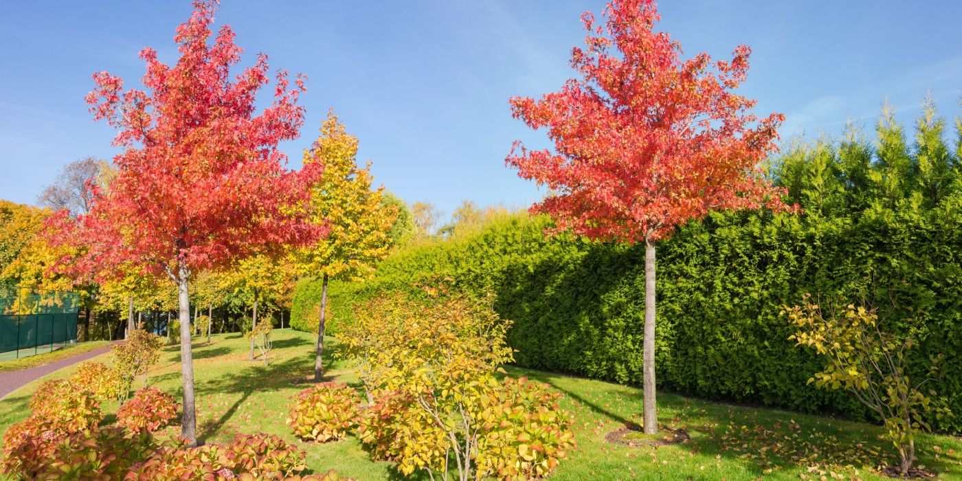 Ghost Trees: Chicago's Answer to Urban Tree Pests