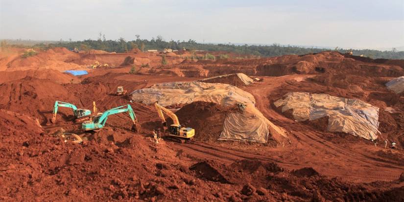 Transform Your Soil with Metal-Absorbing Plants