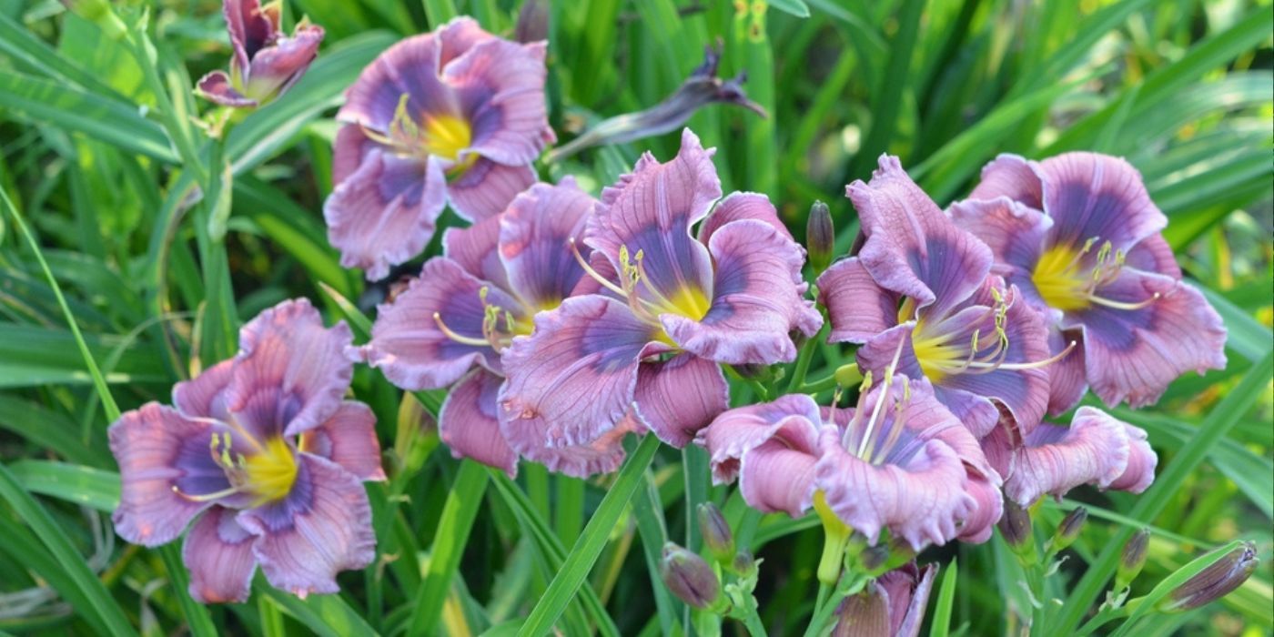 Transform Your Backyard into a Summer Flower Oasis