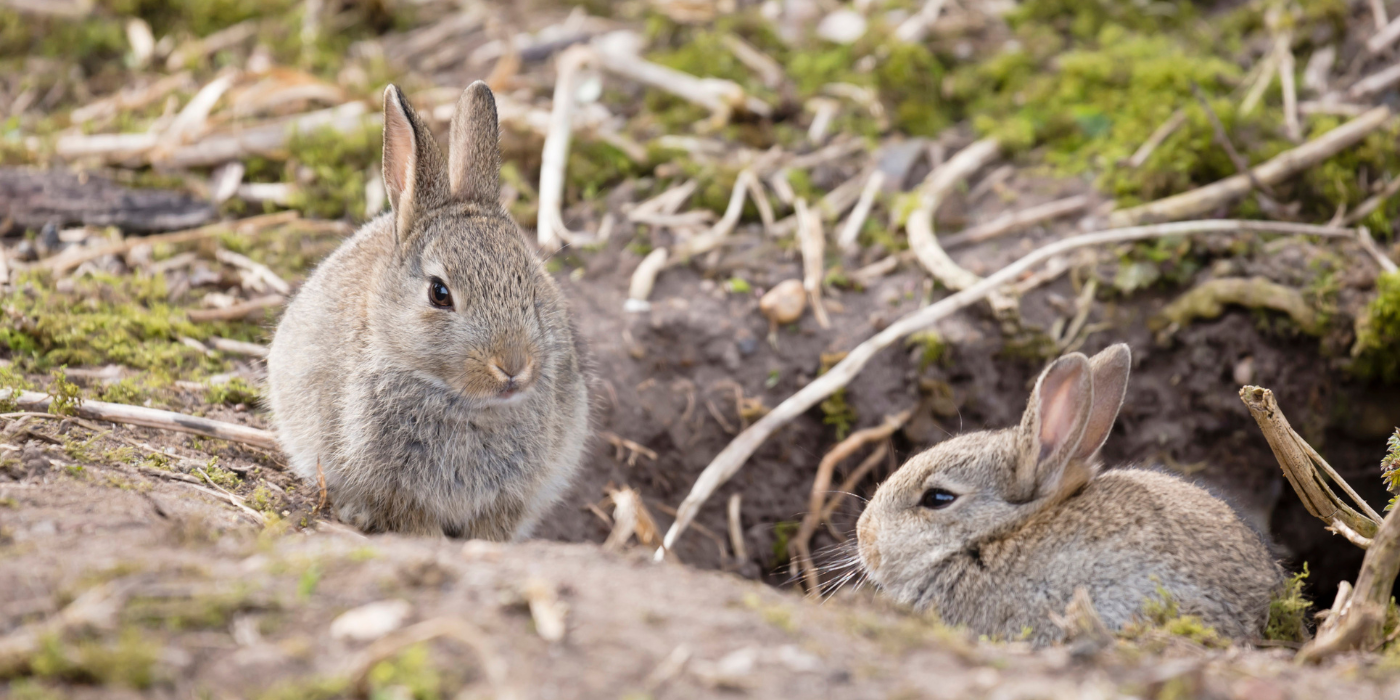Spring Lawn Care Mistakes to Avoid When Raking