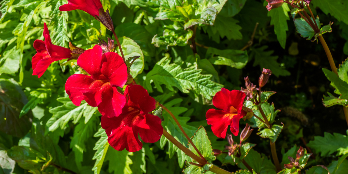 8 Fire Resistant Plants to Shield From Wildfires