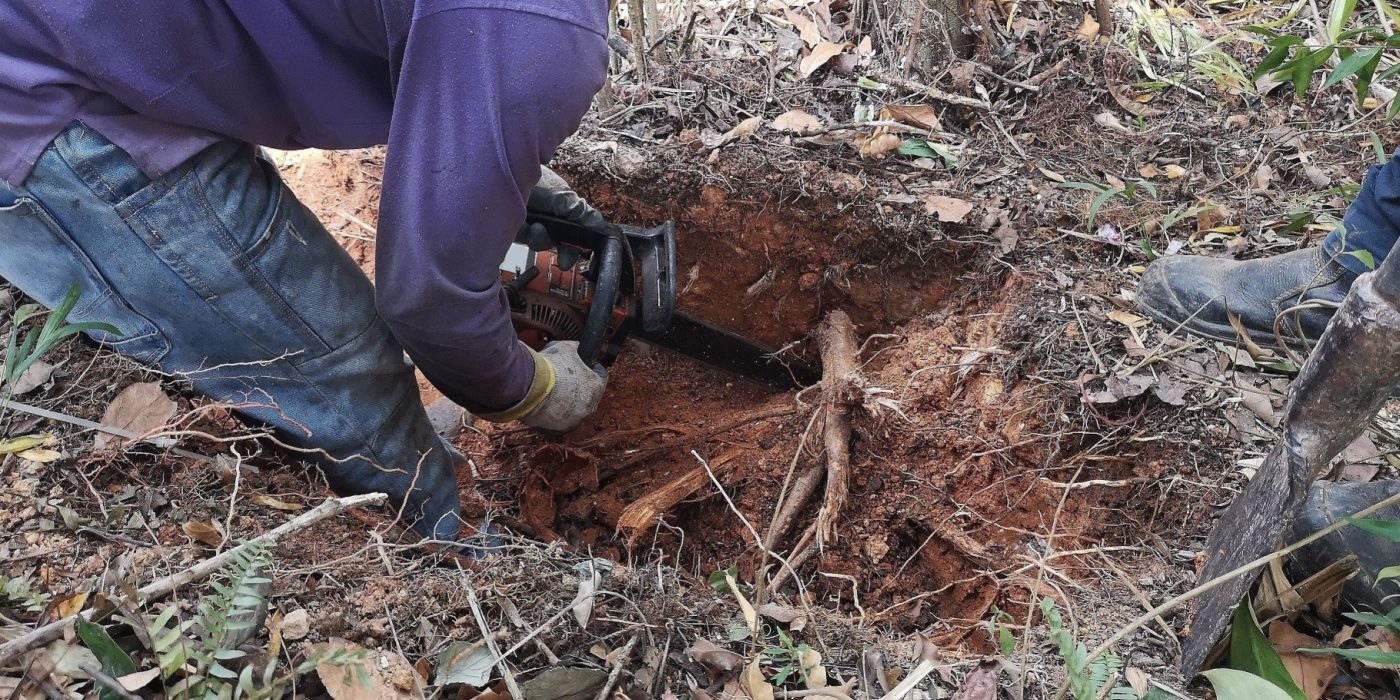 Understanding Weeping Tree Root Damage