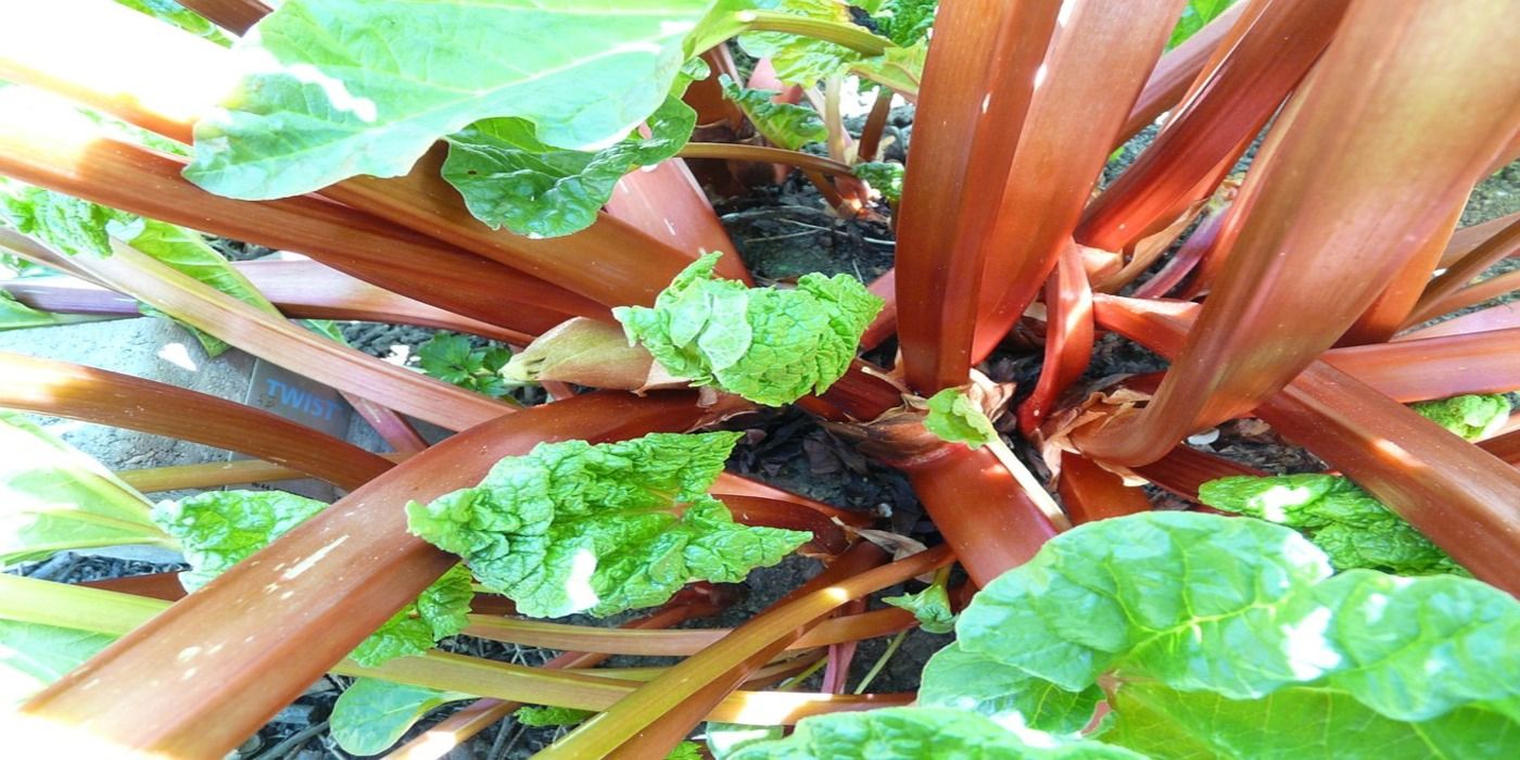 5 Spring Vegetables That Bring Novelty to Your Kitchen