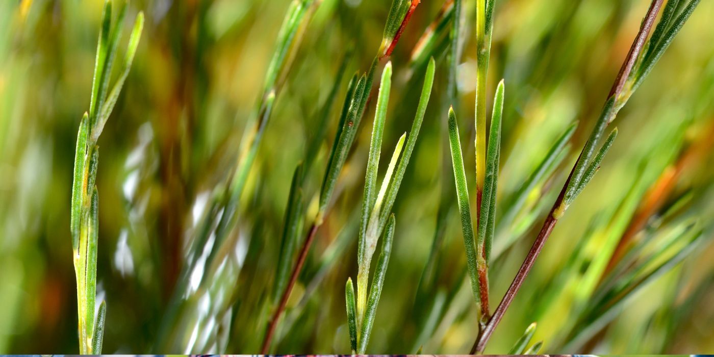 6 of the Best-Smelling Plants to Grow at Home