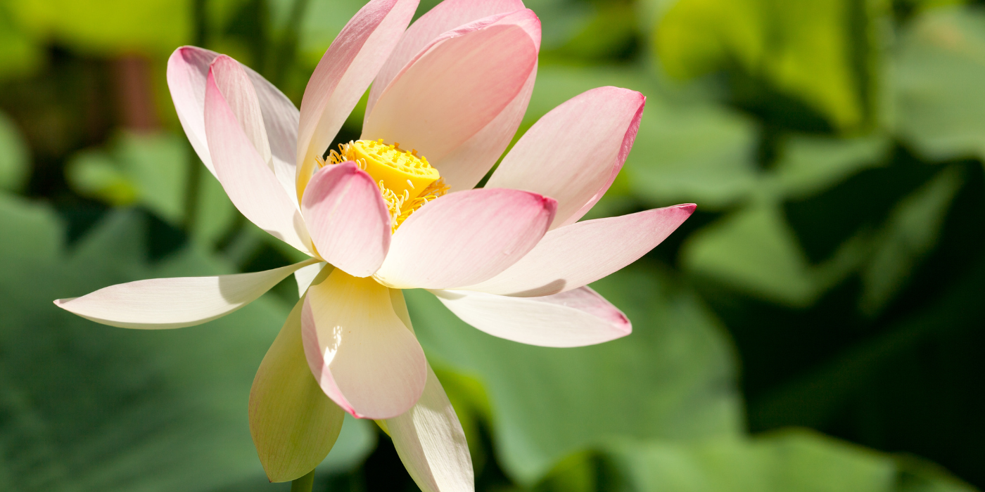 Discover 9 Most Beautiful Flowers and How to Grow Them