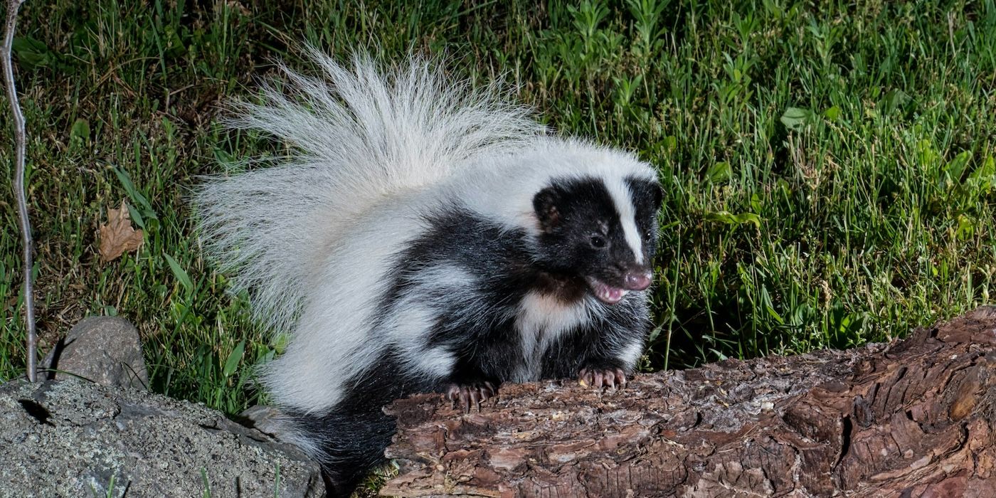 Eliminating Skunks From Your Garden: Effective Solutions