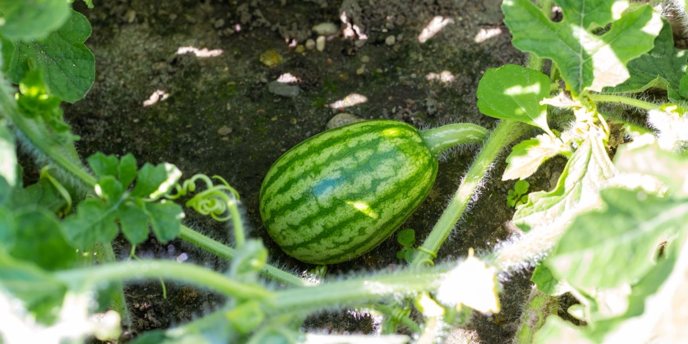 Decoding the Square Watermelon: A Curious Culinary Marvel