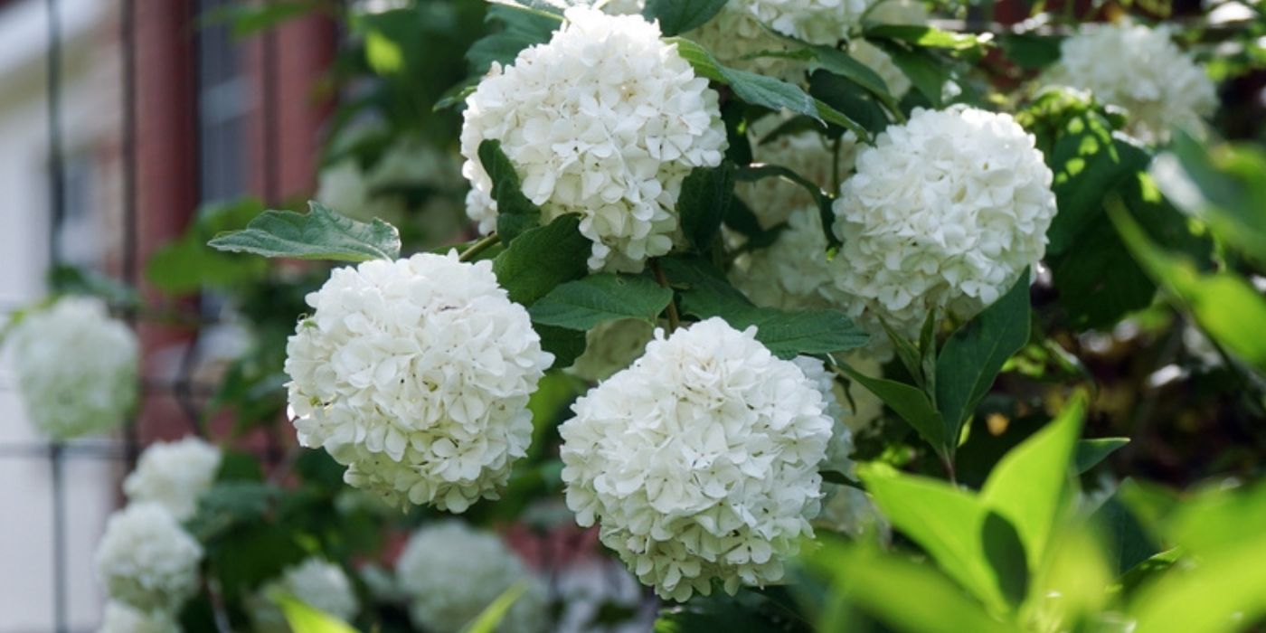 Rehabilitating Overwatered Hydrangeas