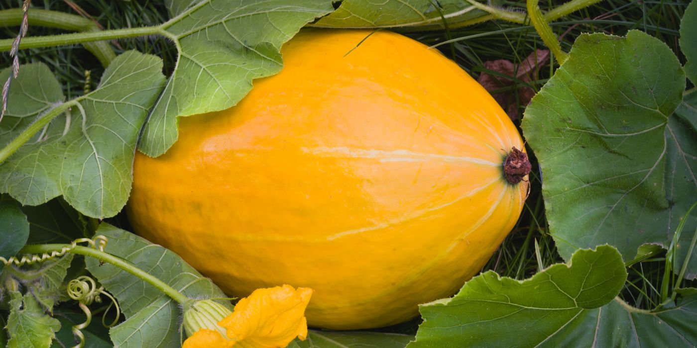 Grow the Most Delicious Squash in Your Garden