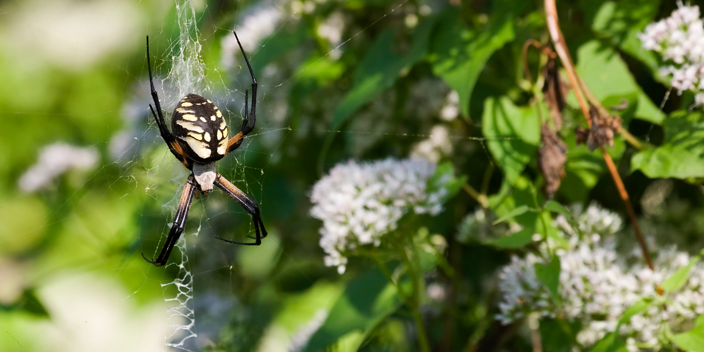 Garden Spiders: Natural Pest Control or Garden Nuisance?