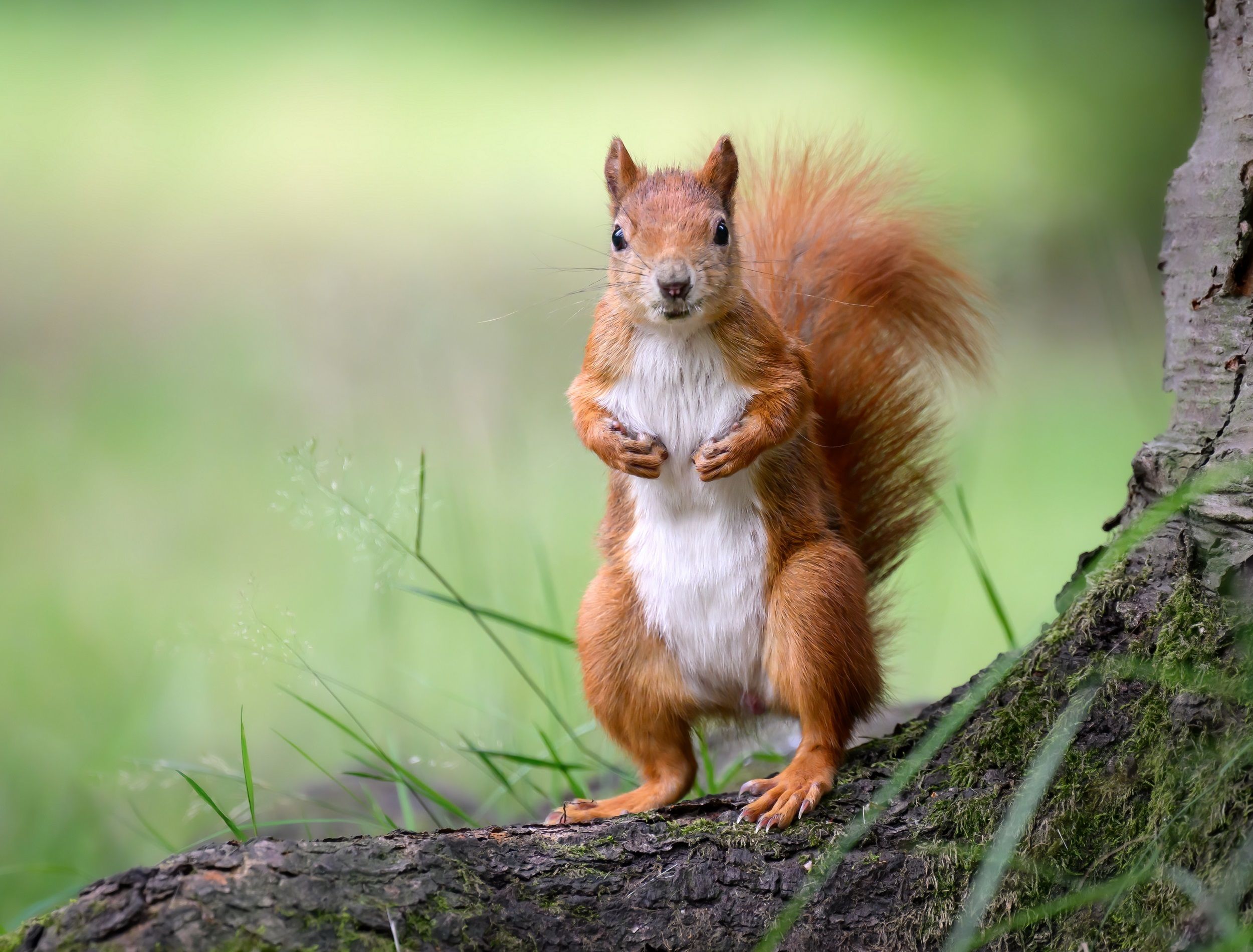 Will Ground Coffee Keep Squirrels Out of the Garden?