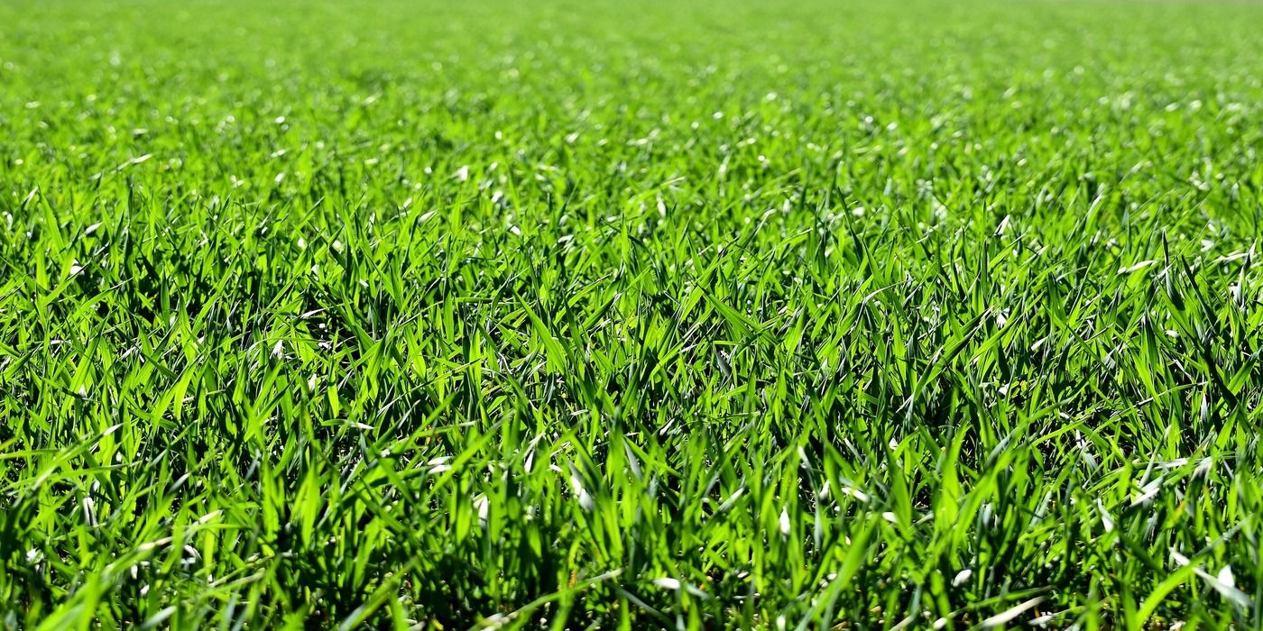 Choosing the Right Grass for Your Yard