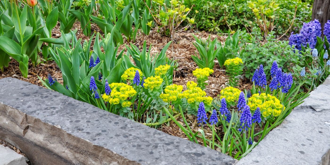 6 Wallet-Friendly Garden Edging Ideas for Spring Exploration