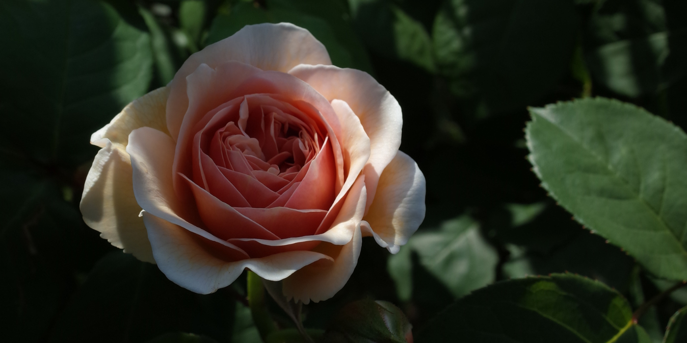 Discover 9 Most Beautiful Flowers and How to Grow Them