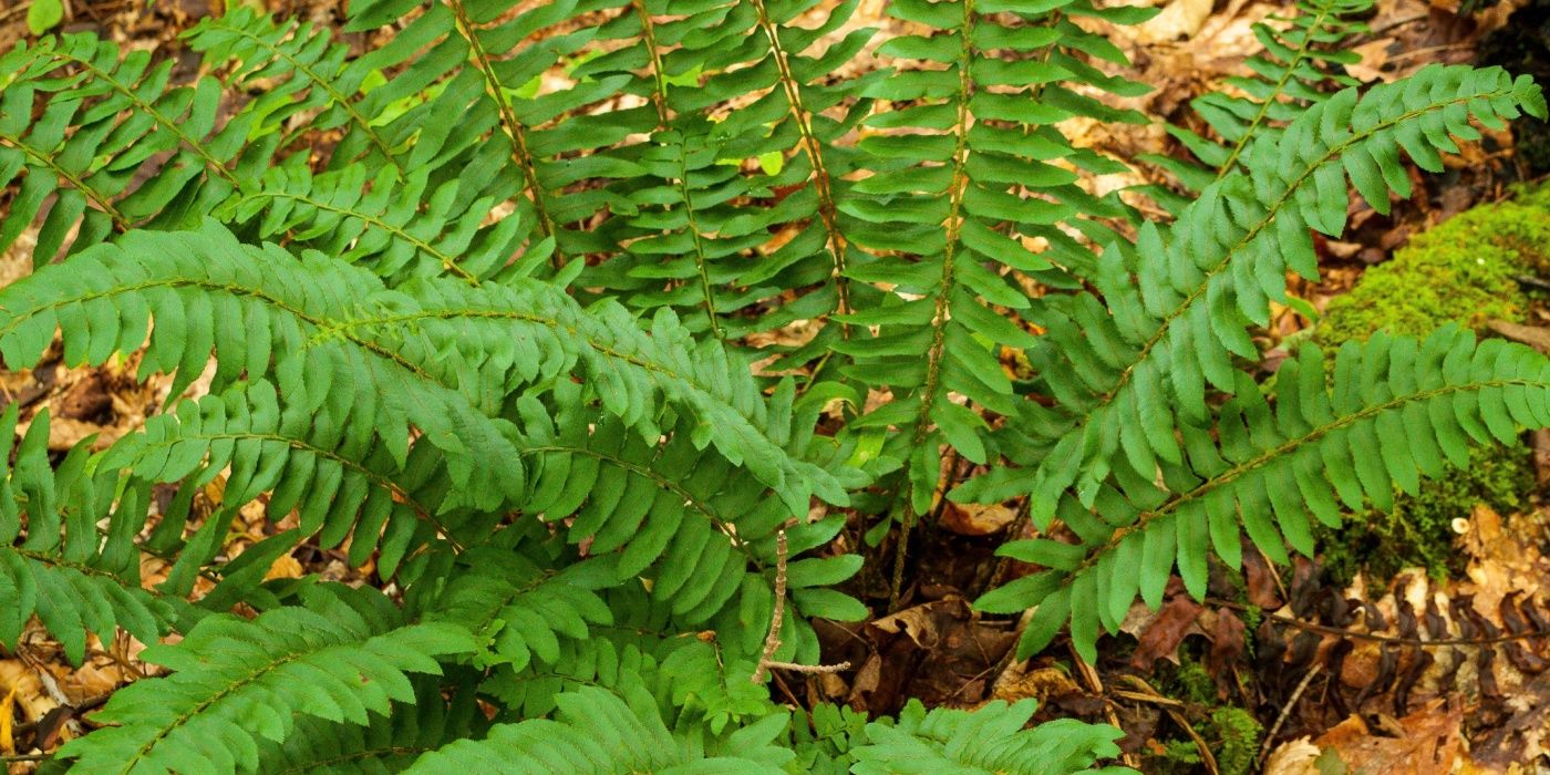 Add Beauty to Your Shade Garden with These Ferns