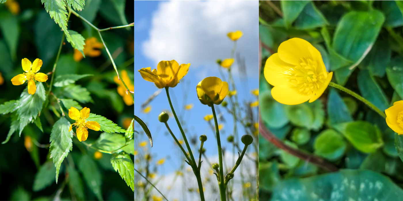 Buttercups Are Poisonous Plants Lurking in Your Yard