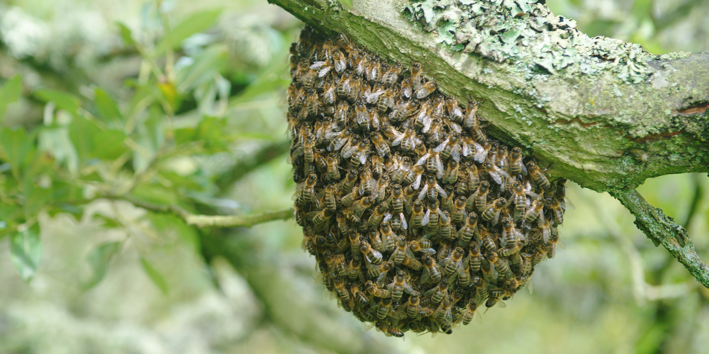 How to Handle a Bee Hive in Your Yard This Spring