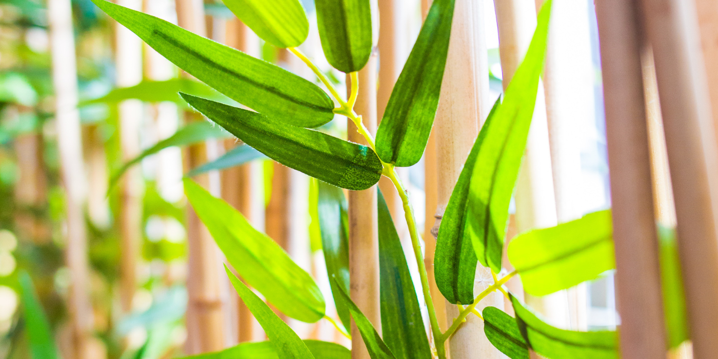 Henon Bamboo: Learning How a Giant Bamboo Species Flowers Every 120 Years