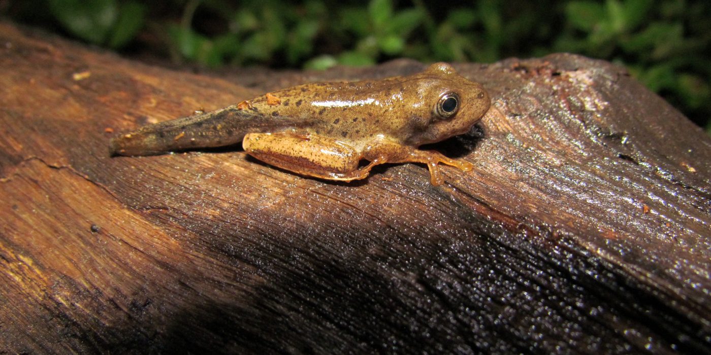 A Tiny Tree Frog is Making Waves for Flower Pollination