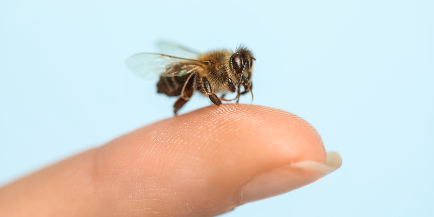 How to Handle a Bee Hive in Your Yard This Spring
