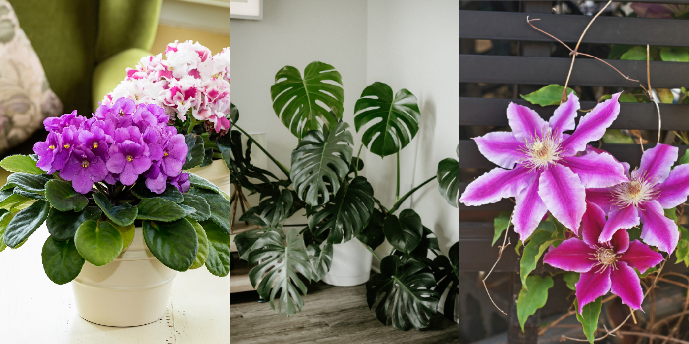 How an AI Tool Shines Light on Almost Extinct Plants