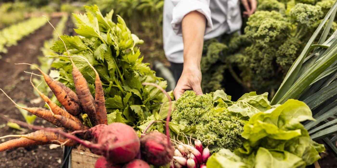 Plant Bolting: Growing Vegetables and Harvesting at the Right Times