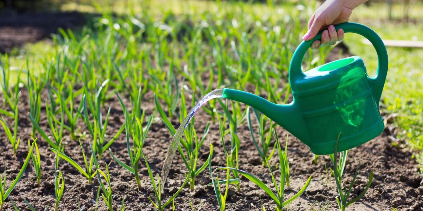 A Comprehensive Guide to Growing Garlic