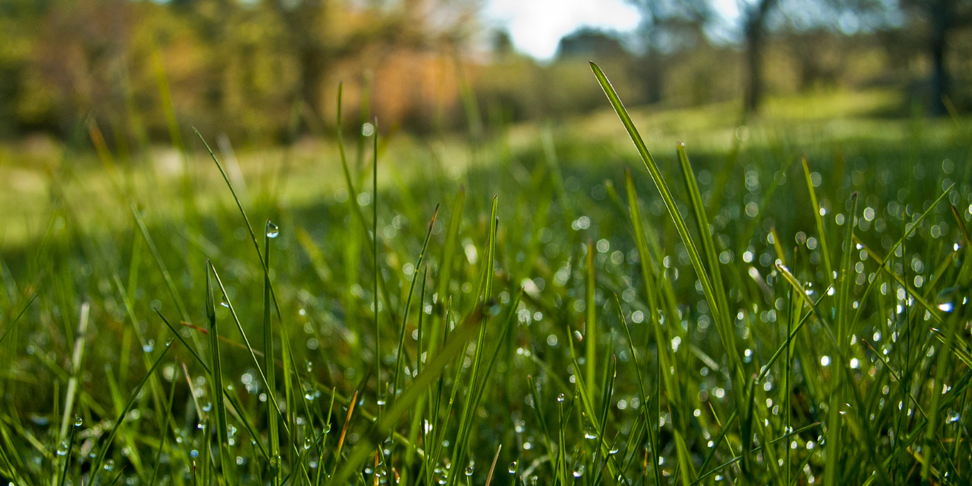 Spring Lawn Care Mistakes to Avoid When Raking