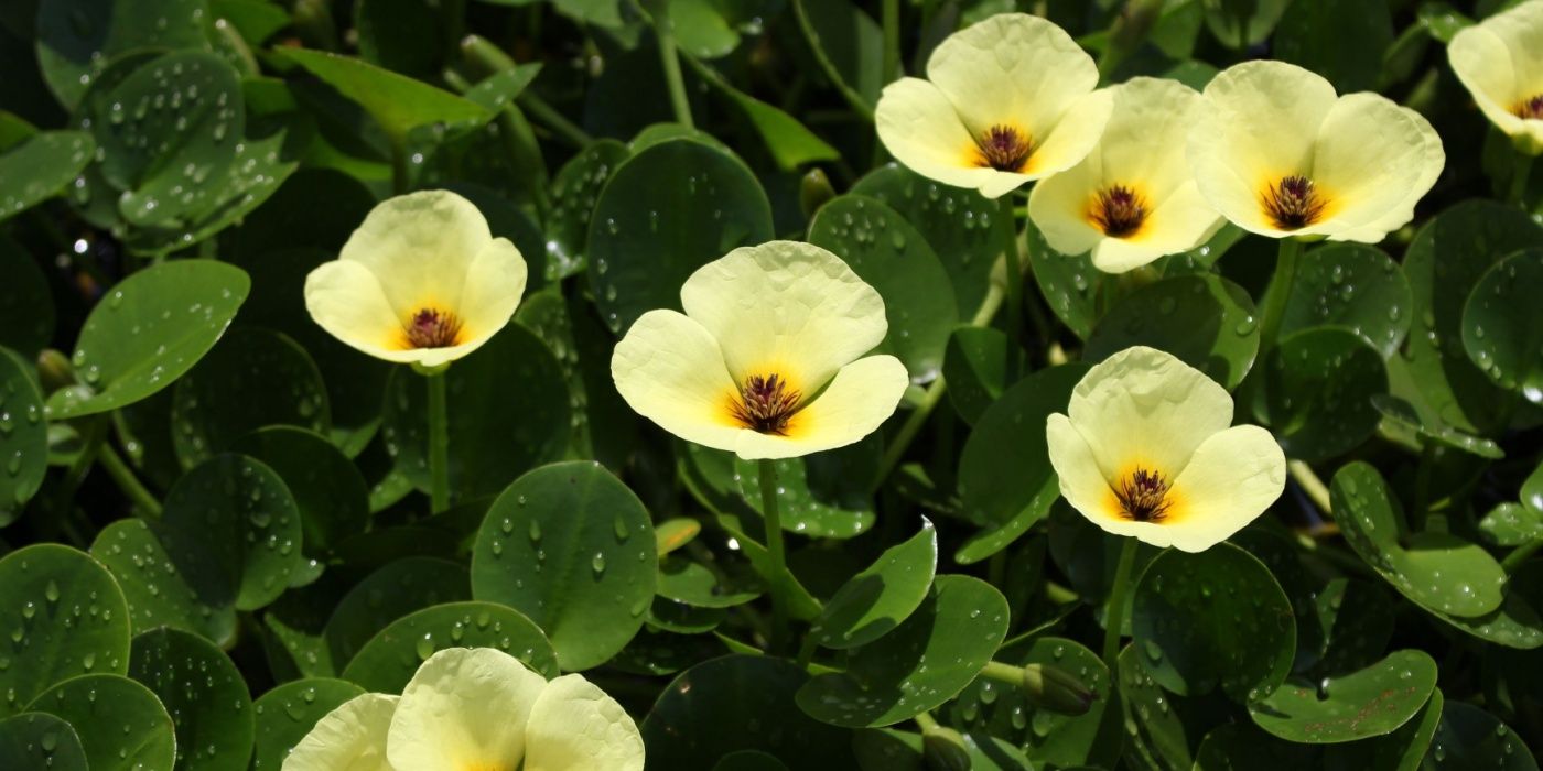 Picking Water Plants For Your Garden Ponds