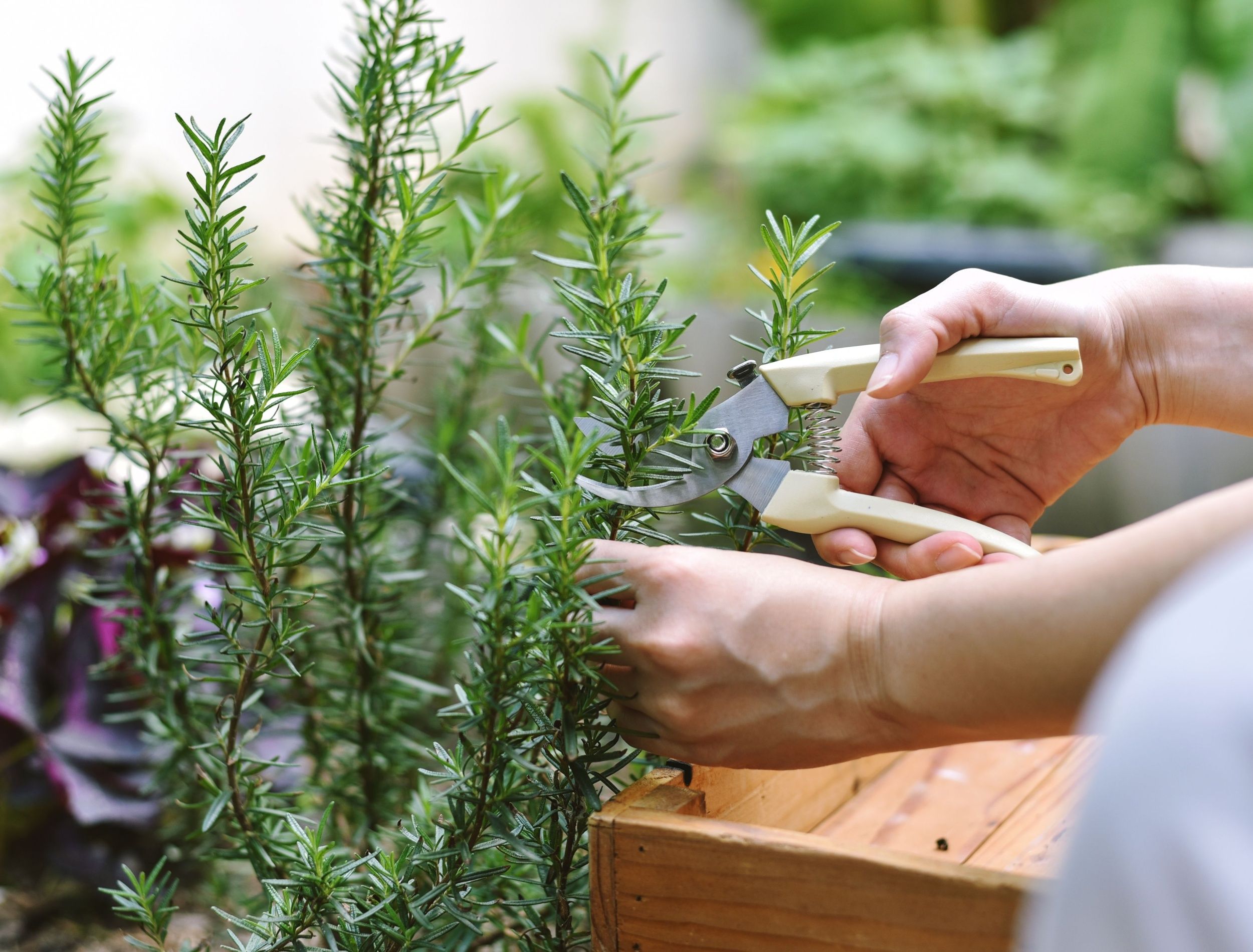 Must-Try Spice Rub Recipes For BBQ Grilling