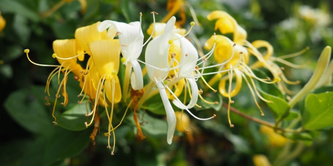 6 of the Best-Smelling Plants to Grow at Home