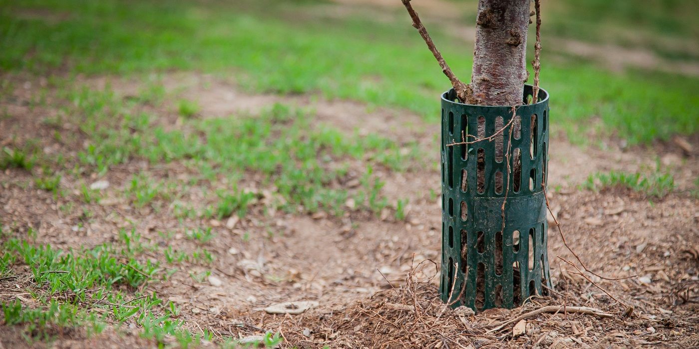 Shield Tree Saplings From Lawn Mower Hazards