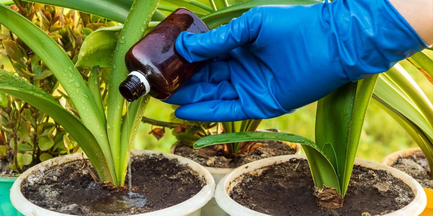 New Houseplant Essentials: A Comprehensive Care Checklist