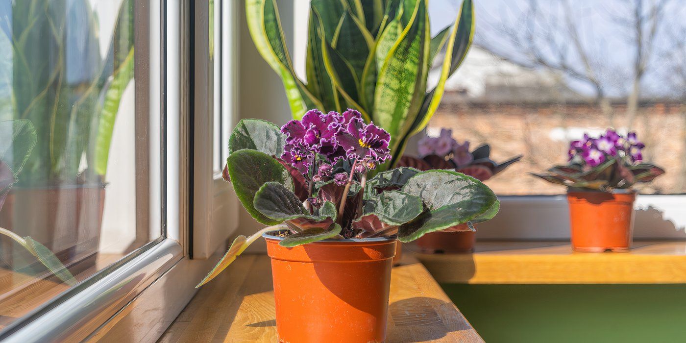 Garden Windows: Six Plants That Can Transform Your Space